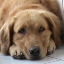 Golden Retriever – eTudo